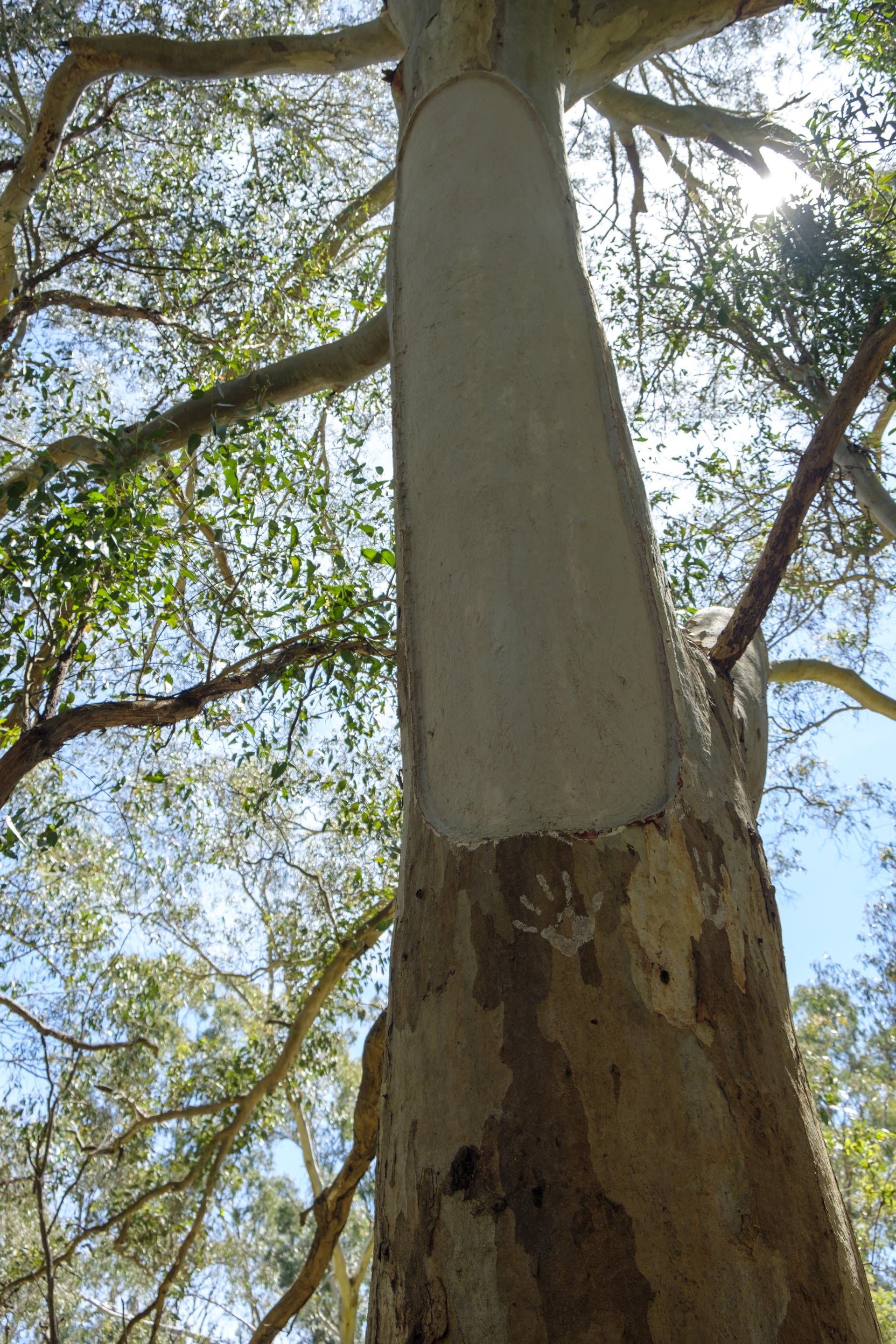 Introduction Using the yuki Creating the yuki Ngurunderi and the yuki ...