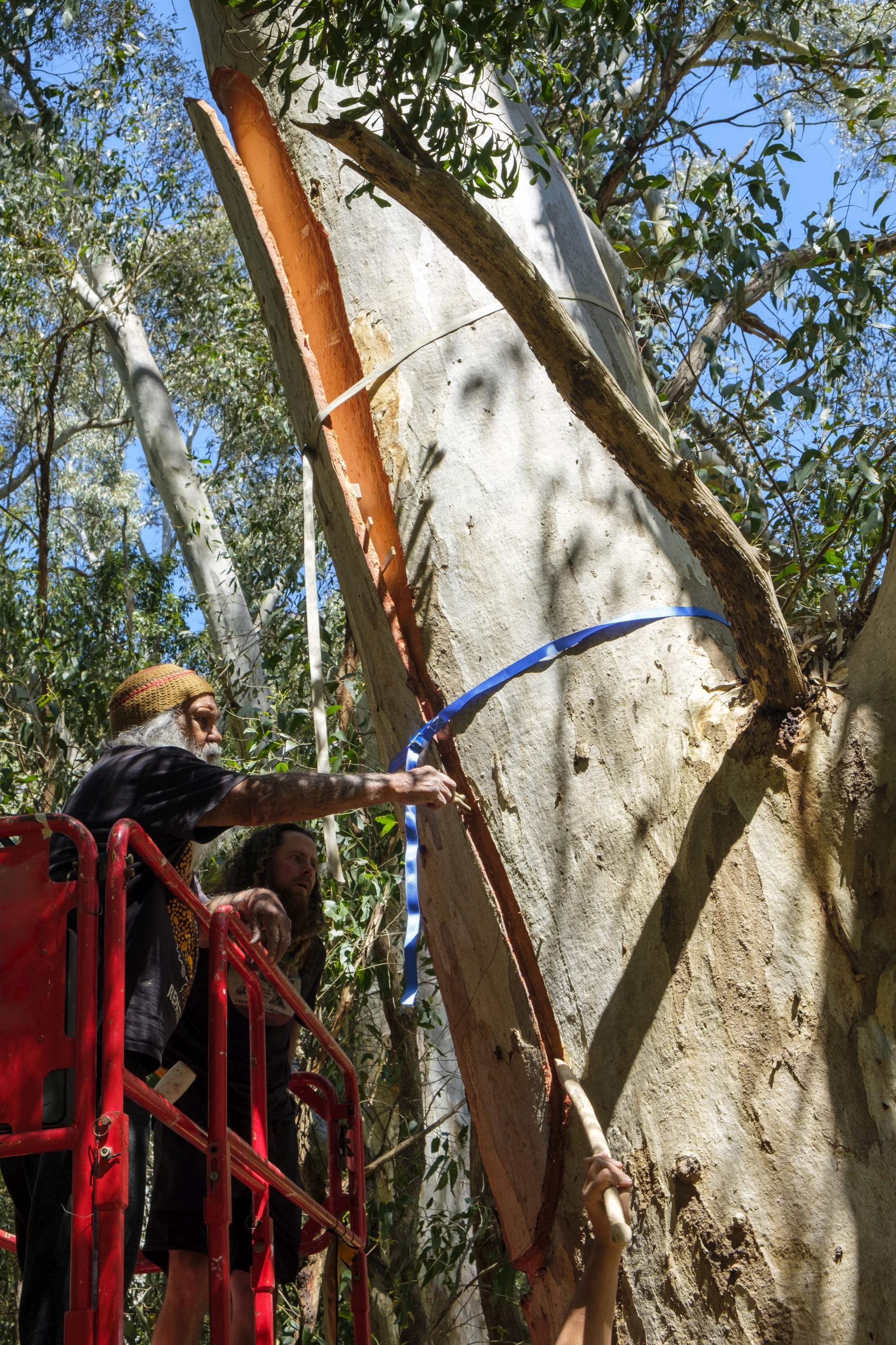 Uncle Moogy stands in a scissor lift, elevated next to a gumtree. The ...
