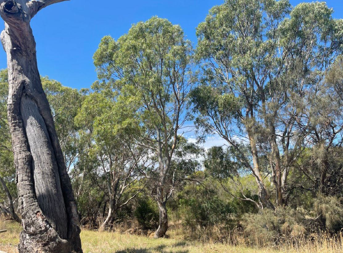 Image depicts red gum tree with old scar at Currency Creek. In the ...